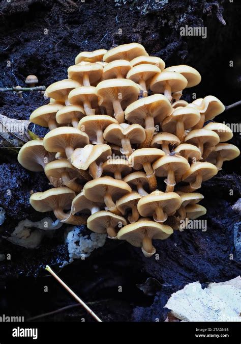 Pale Cluster Of The Root Rot Pathogen Honey Fungus Armillaria Mellea