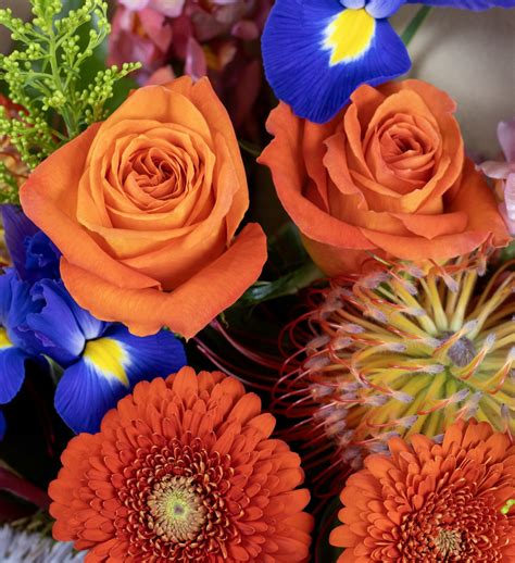 Orange Blaze Bays Flowers