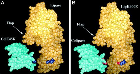 Ion Pairing Between Lipase And Colipase Plays A Critical Role In