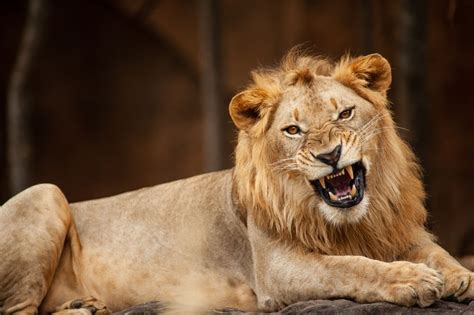 Descubre todo sobre el signo de Leo Significado de Soñar