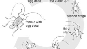 Katydid Life Cycle
