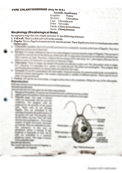 Solution Chlamydomonas Morphology Reproduction Studypool