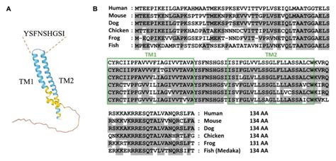 Tmem100 A The Diagram Of Alphafold Prediction Of Tmem100 Tm