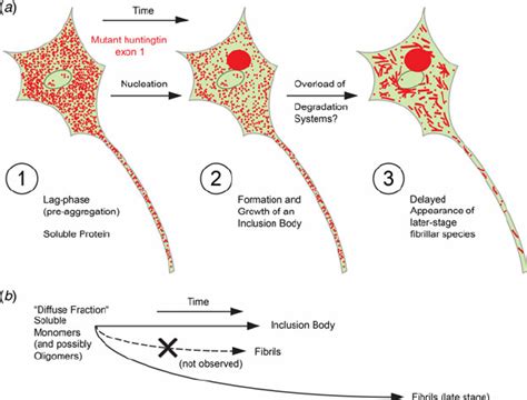 Htt Ex1 Aggregation Routes Suggested By Super Resolution Whole Cell Download Scientific Diagram
