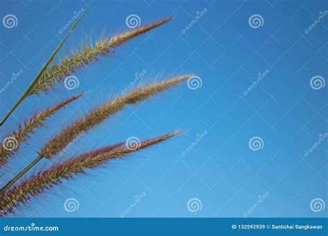 Beautiful Of Knotroot Foxtail Flower Stock Image Image Of Backgroundsoft Background 132592939