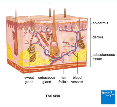 Will Well Being Folliculitis Of Scalp