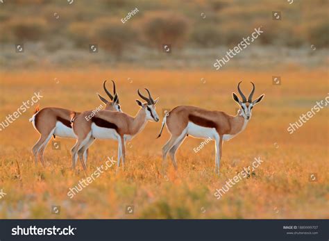 Springbok Running