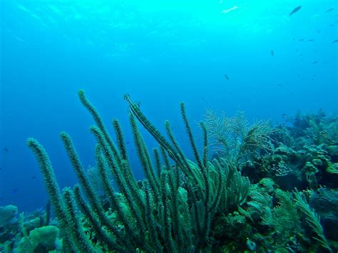 15 Best Ocean Documentaries