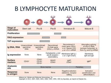Ppt Complement System Powerpoint Presentation Free Download Id4273454