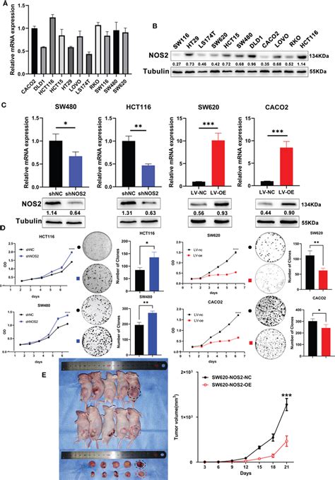 Nos2 Suppresses Tumor Proliferation In Vitro And Vivo A Q Pcr And