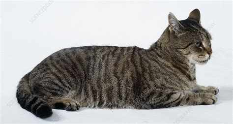 Brown Mackerel Tabby With Gray Field
