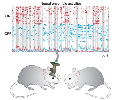 Distinct And Dynamic On And Off Neural Ensembles In The Prefrontal