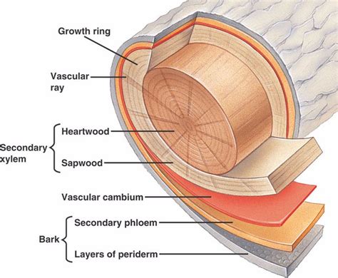 Growth Trunk Cells Html 35 20TreeTrunkAnatomy