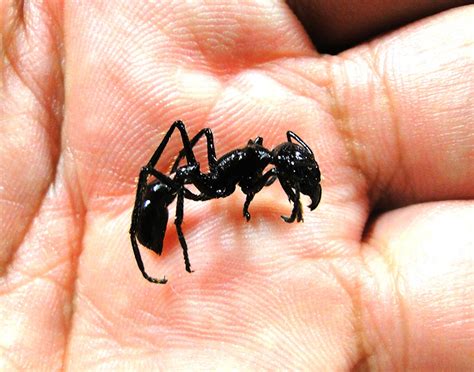 Bullet Ants