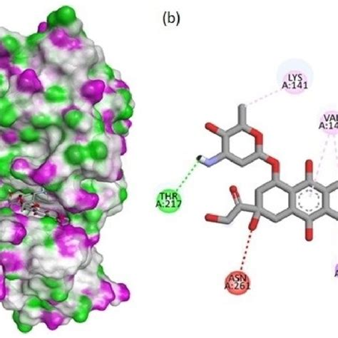 A Docking Pose And B 2d Interactions Of Doxorubicin In Cavity Of