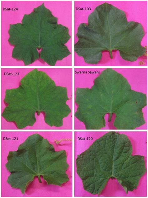 Leaf Variation In Luffa Hermaphrodita Genotypes Download Scientific