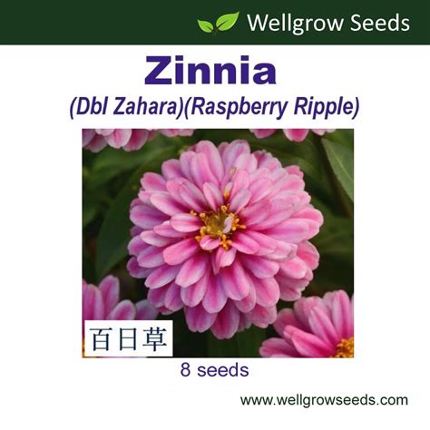 Zinnia Zahara Double Raspberry Ripple 8sds Flower Seeds Wellgrow Seeds Shopee Malaysia