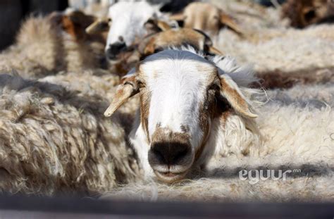 Эр хонь 250 мянга үхэр 2 сая төгрөгийн үнэтэй байна Eguur Mn