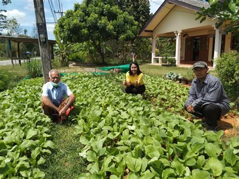 เกษตรย่านตาขาว จังหวัดตรัง ลงพื้นที่ติดตามการปลูกผักยกแคร่