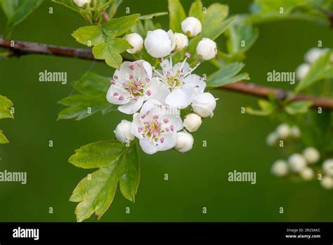 Hawthorn Tree Blossom Crataegus Monogyna In Spring Or May A Common Hedgerow Tree England Uk