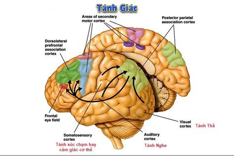 Kí Hiệu T Là Tập Hợp Các Học Sinh Của Trường 10a Là Tập Hợp Các Học Sinh Lớp 10a Của Trường