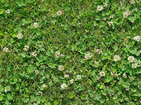 Clover Treatment And Control Love The Garden