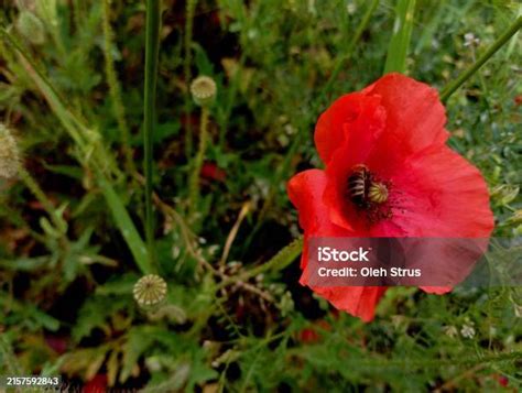 빨갛고 밝은 깨지기 쉬운 들판 들판 야생 양귀비 꽃 와 푸른 잔디 와 푸른 잔디 와 파란 야생화가 있는 테마 배경과 식물이 있는 아름다운 자연 질감 0명에 대한 스톡 사진