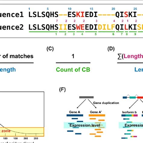 Illustration Of The Five Features A Two Amino Acid Sequences