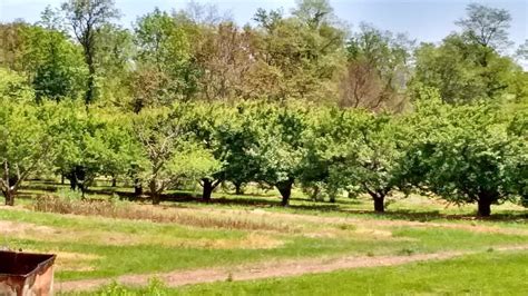 Weavers Orchard Inc Morgantown Pa 19543 Berksconnect