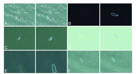 A F Examples Of Predictions Original Image On Left Turquoise Download Scientific Diagram