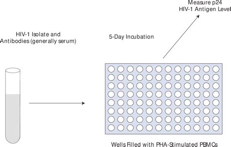 Figure 1 From Making Sense Of The Hiv Immune Response Semantic Scholar