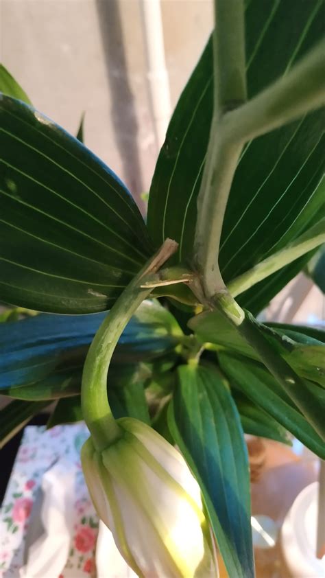 Цветочек, не болей | Пикабу