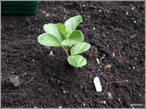 Marks Veg Plot Planting Broad Beans