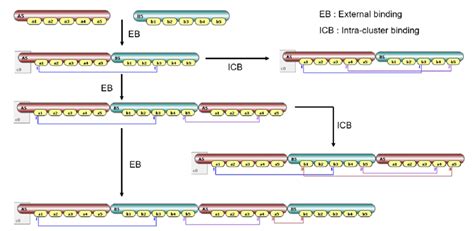 Illustration Of Binding Rules For Non Spatial Nfsim Model Virtual Cell
