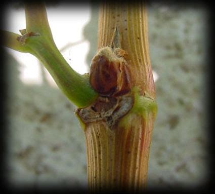 Agroesgueva Ciclo De La Vid
