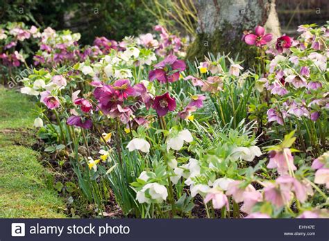 Mixed Hellebores In Spring Garden Border England Uk Garden Border