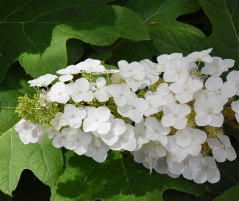 Hydrangea “oakleaf” Parker County Master Gardener Association