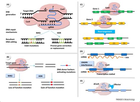 Modeling Cancer Processes With CRISPR Cas Trends In Biotechnology