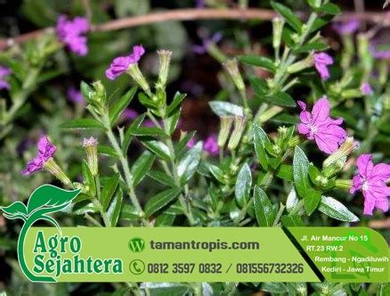 Jual Bibit Tanaman Hias Bunga Taiwan Tamantropis