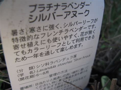 植物編のシソ科のプラチナラベンダー