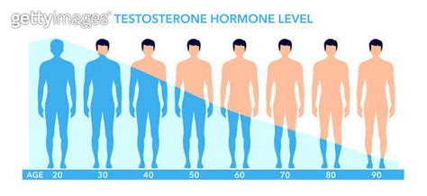 Testosterone Level Chart Male Hormone Production By Age Diagram Vector