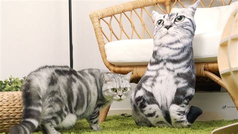 고양이 트라우마 극복기 또 다시 만난 그 녀석 긴장감 주의 Youtube