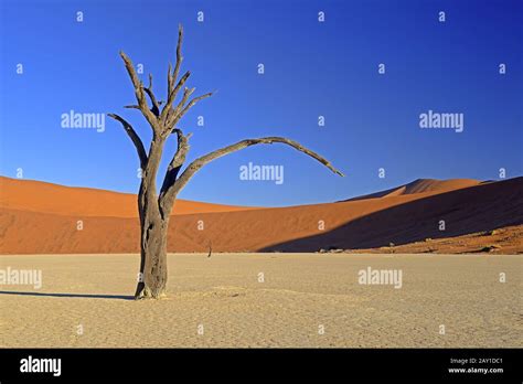 Camel Thorn Trees Acacia Erioloba Also Known As Camel Thorn Or Camel