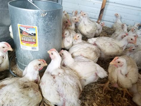 10 Things To Consider Before Raising Cornish Cross Broilers Oak Hill