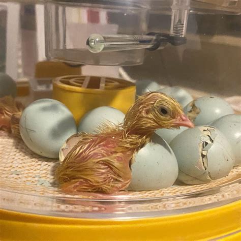 I Incubate And Hatch Quail Eggs This Way For Max Success