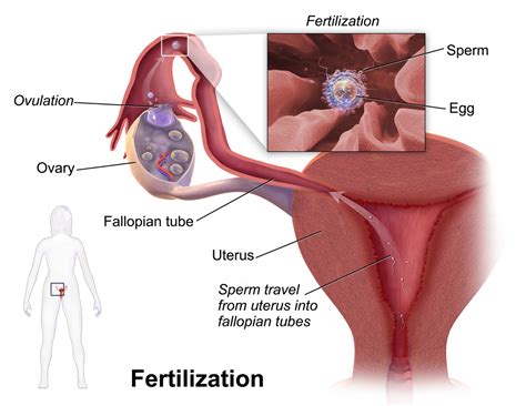 1108 Functions Of The Female Reproductive System Biology Libretexts