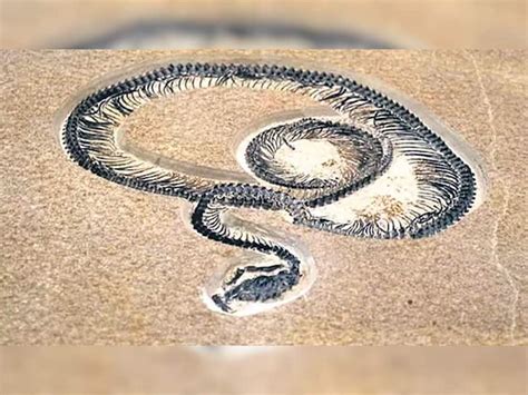 Meet Vasuki Indicus New King Of Giants Unearthed In Indias Dethrones Titanoboa Check Its