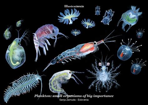Plankton Small Organisms Of Big Importance Illustraciencia4 Scenio