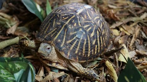Ornate Box Turtle Fossil Rim Wildlife Center