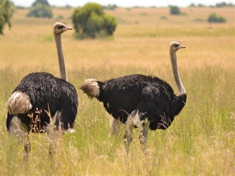 Researchers Suggest How Male Female Ostriches Choose Their Groups